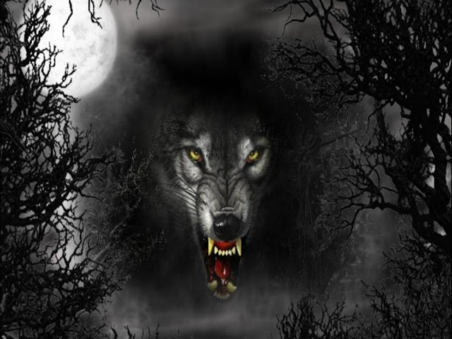 White Wolf : Are Wolves Really as Dangerous as They Are in ‘The Grey’?