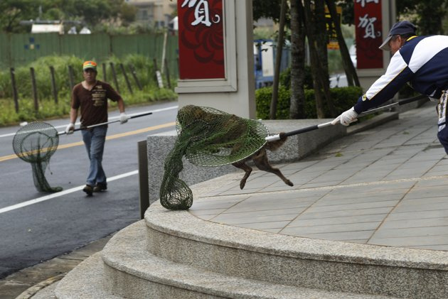 ΜΗΝ ΓΥΡΝΑΣ ΤΟ ΒΛΕΜΜΑ: ΕΥΘΑΝΑΣΙΑ ΖΩΩΝ ΣΥΓΚΙΝΗΤΙΚΕΣ ΕΙΚΟΝΕΣ ΛΙΓΟ ΠΡΙΝ ΤΟ ...