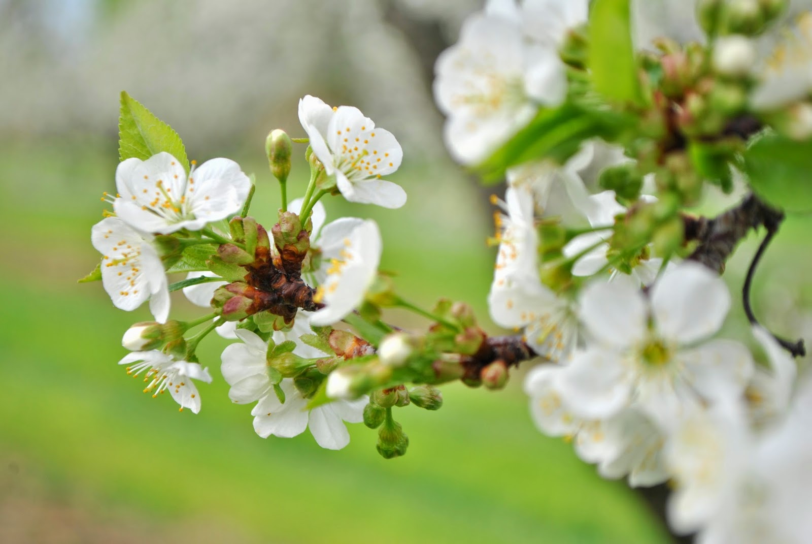 The Grower's Daughter: Orchards in Bloom
