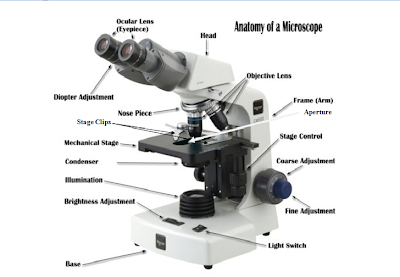 Microscope and Its Parts ~ Marta's Blog