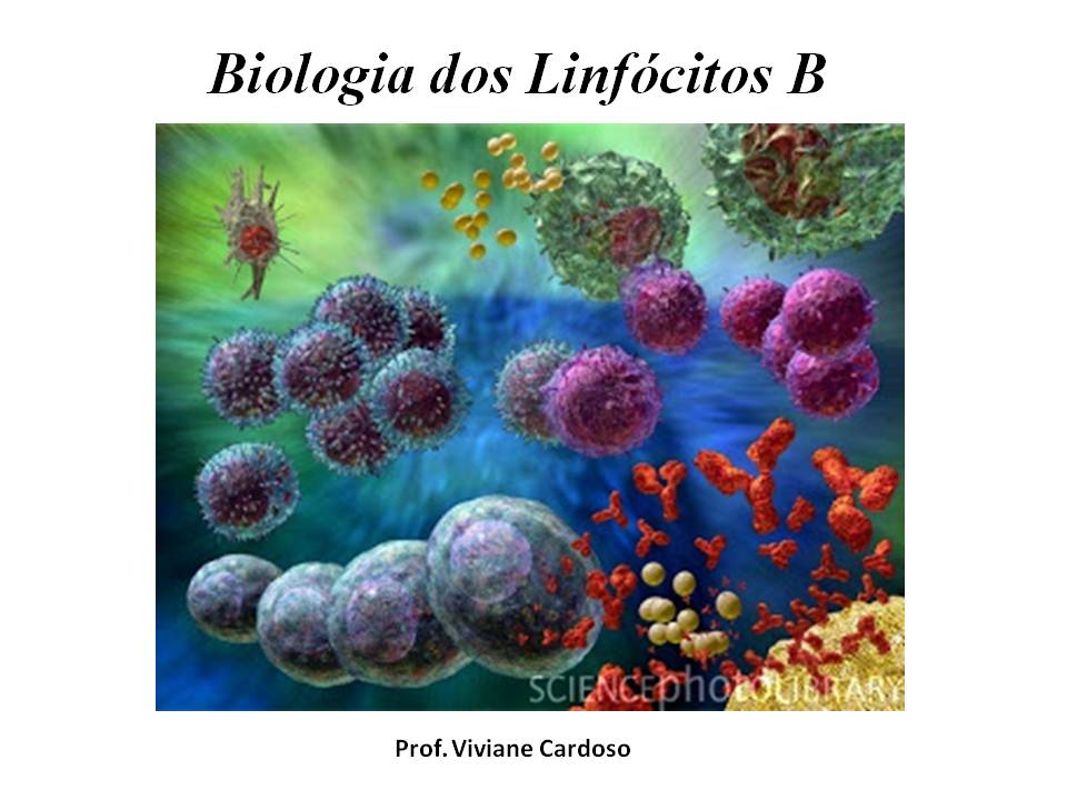Bio prof. Viviane: Linfócitos B