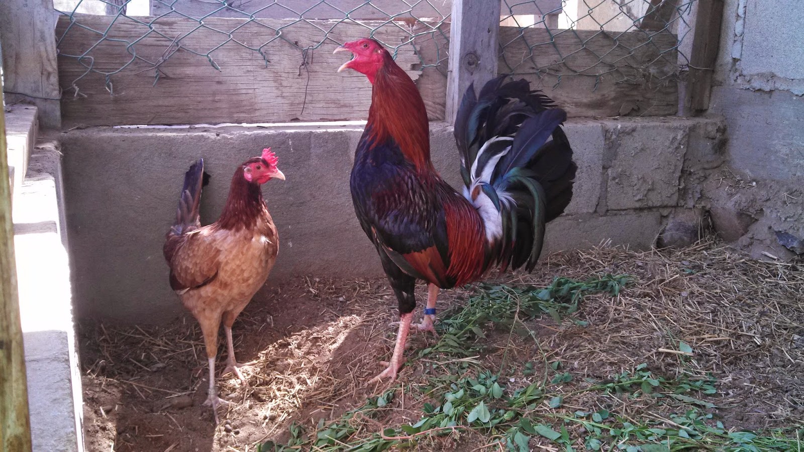 Gallos 2014: Galeria de Gallos