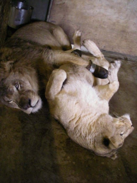 Declawing - a sore point