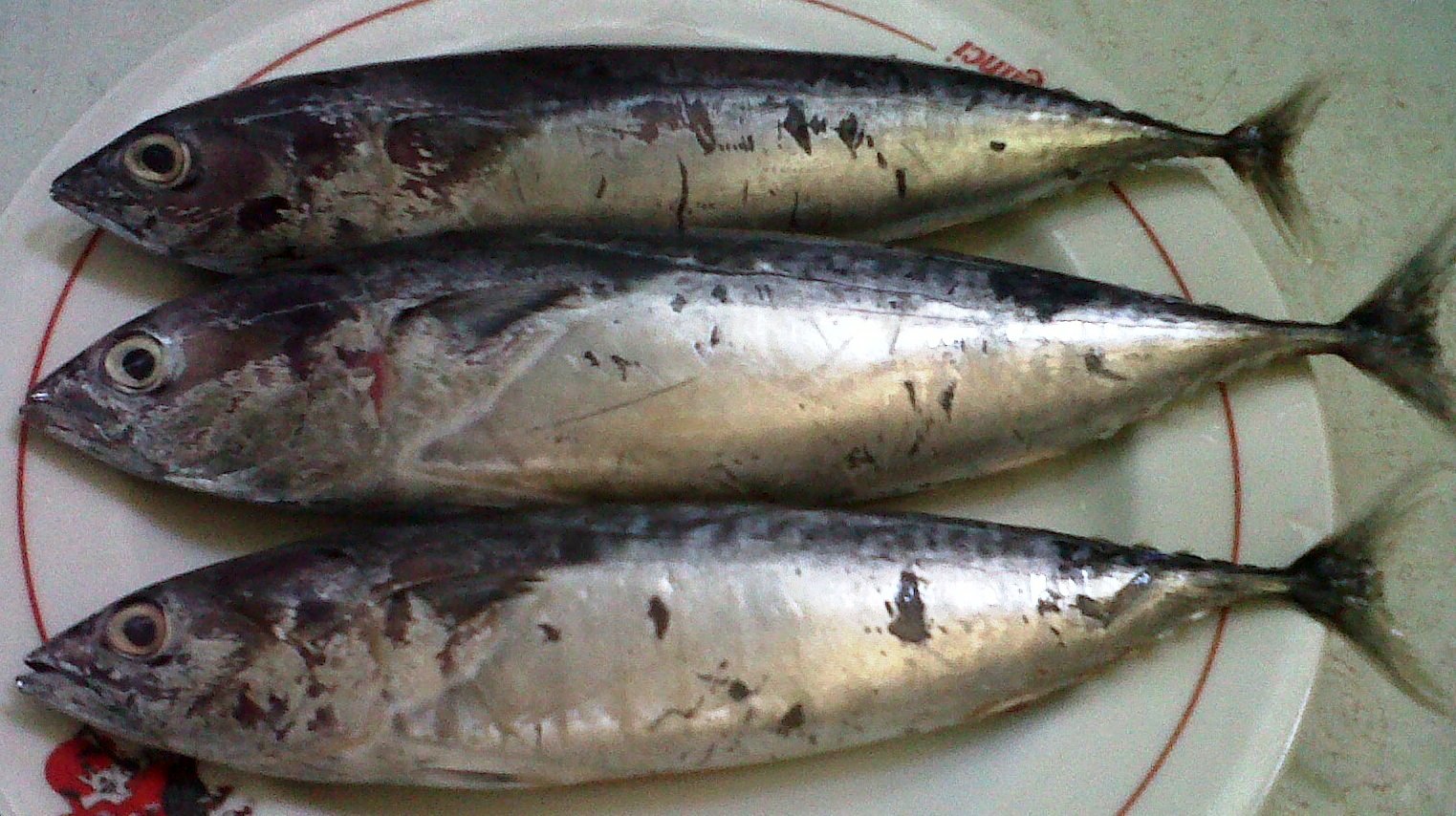 Mengenal jenis jenis ikan laut yang merakyat di kalangan orang Manado