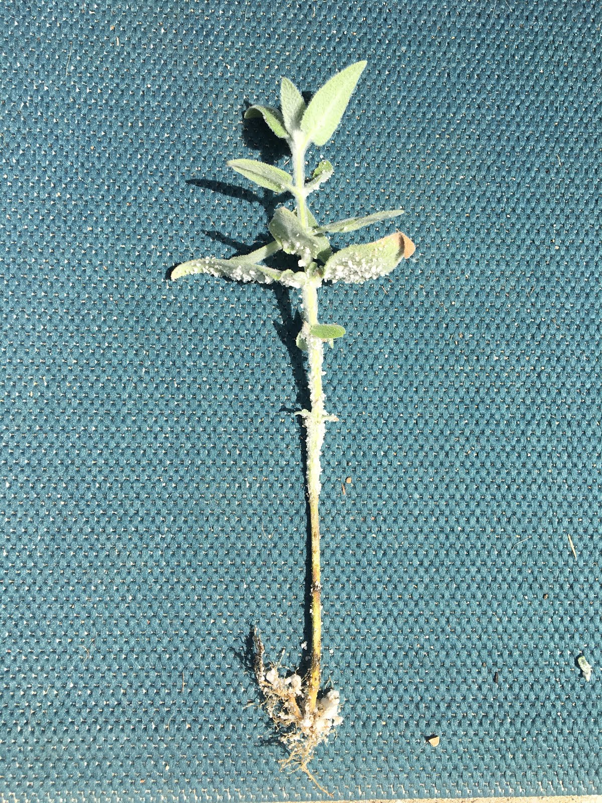 Pennsylvania Street Gardens: How to root Salvia cuttings