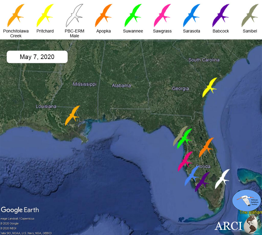 Swallow-tailed Kite Migration: While Swallow-tailed Kites settle into ...