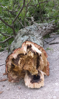 Divinebunbun's Rugged Rural Missouri: Why Healthy Oaks Drop Branches