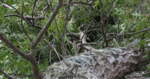 Divinebunbun's Rugged Rural Missouri: Why Healthy Oaks Drop Branches