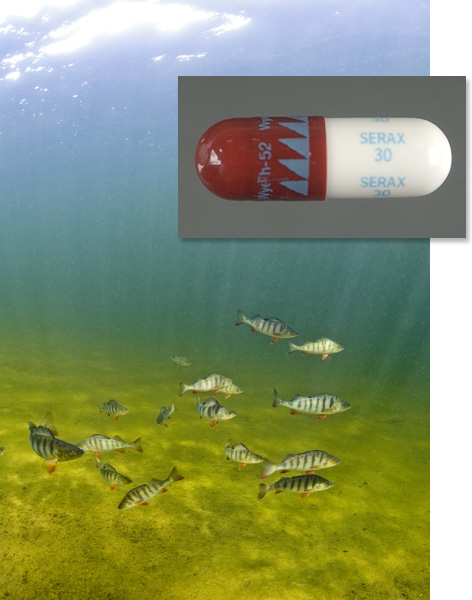 The Fisheries Blog: Bold, hungry, anti-social, but anxiety-free fish