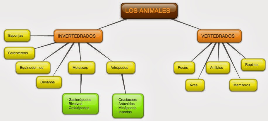 Clases de animales - Imagui