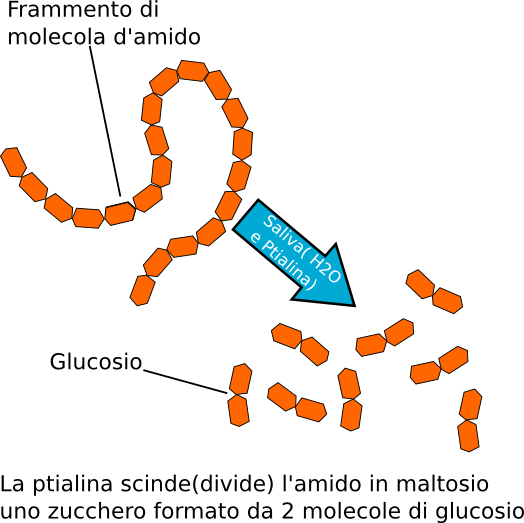 Roba da Bambini: Esperimenti con il Corpo Umano 4. La saliva ...