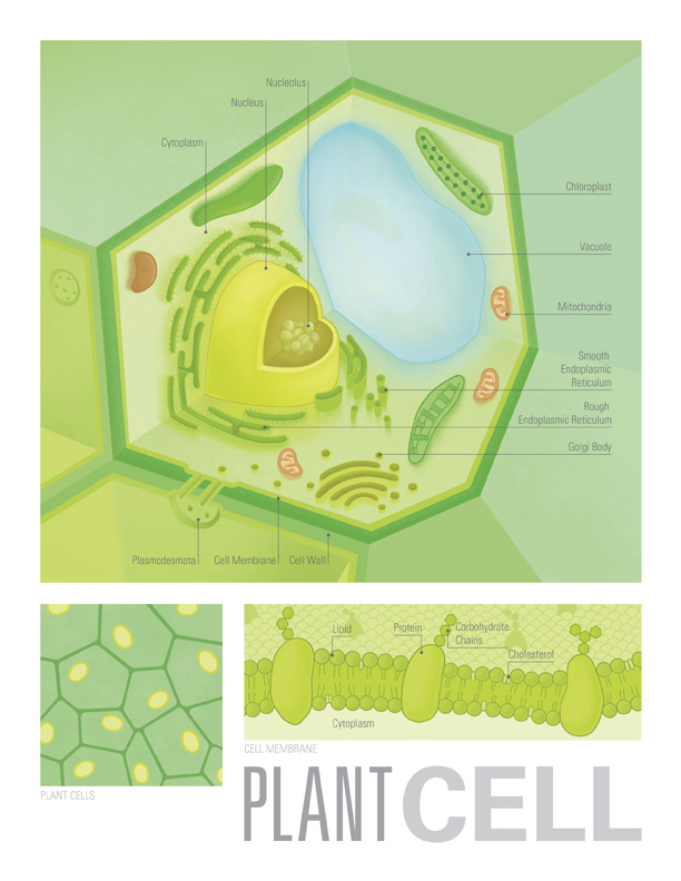 J.LEUNG: generic Plant Cell
