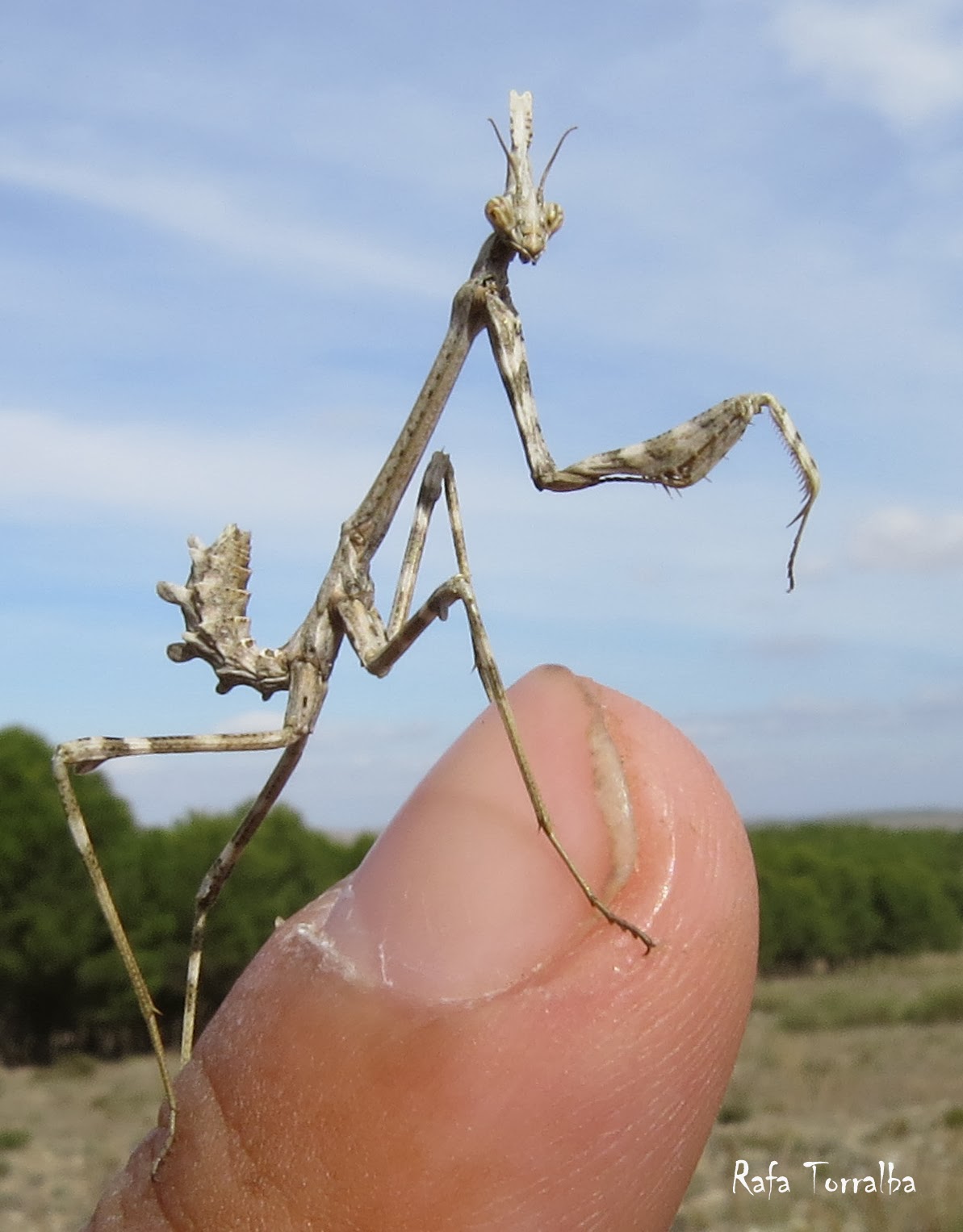 El Nido de Rafa: Empusa pennata