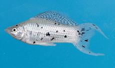 Shamudra Bilash: Sword Tail & Molly Fish