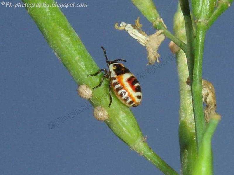 Painted Bug | Nature, Cultural, and Travel Photography Blog