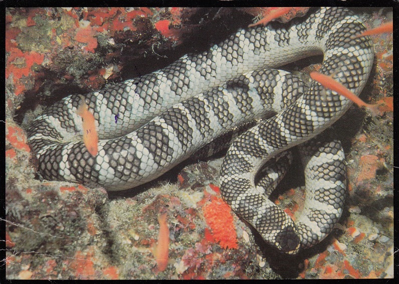 P o s t c r o s s i n g P l a n e t: Philippine Freshwater Sea Snake