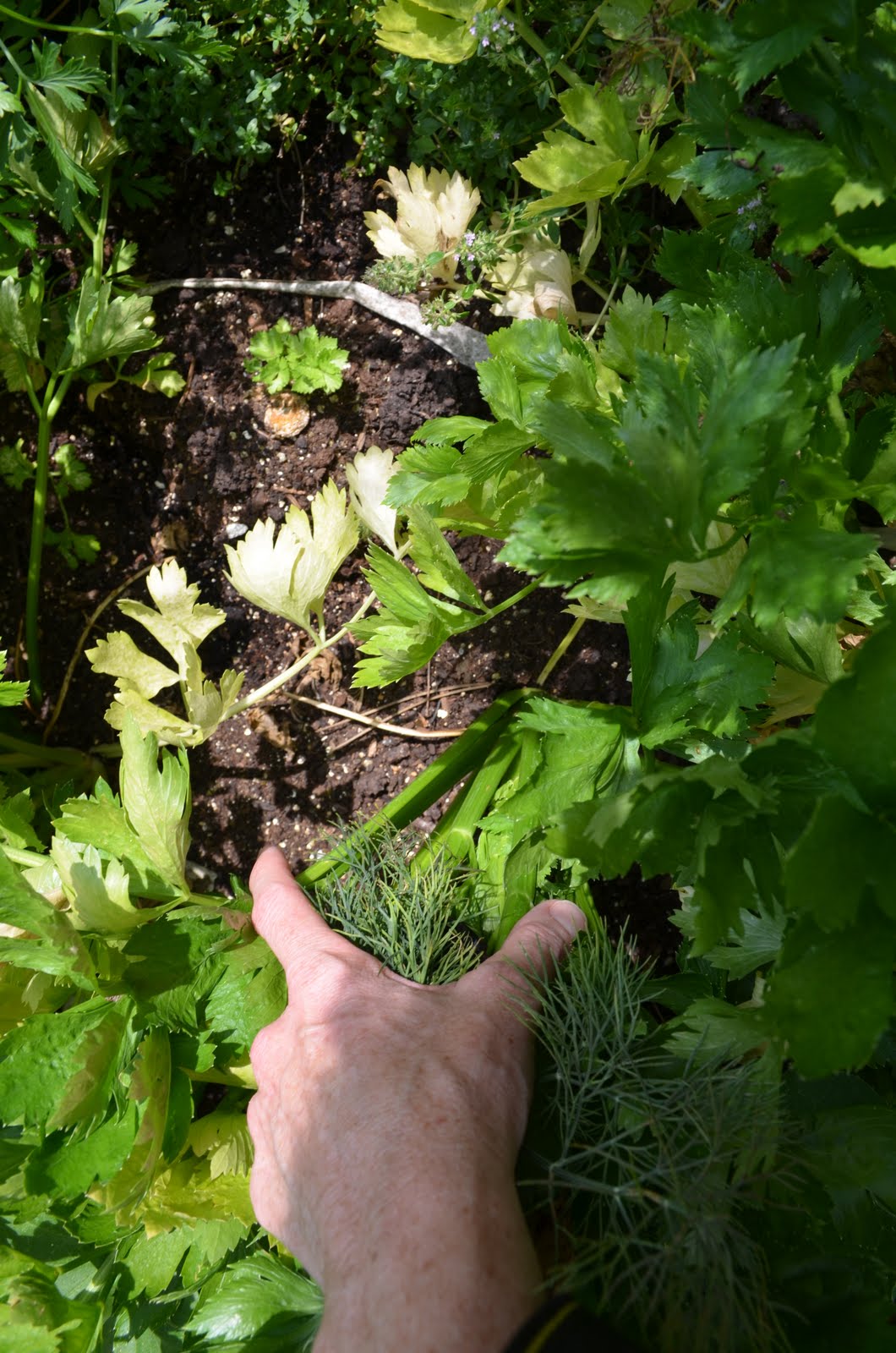 homegrown-celery-family-balance-sheet