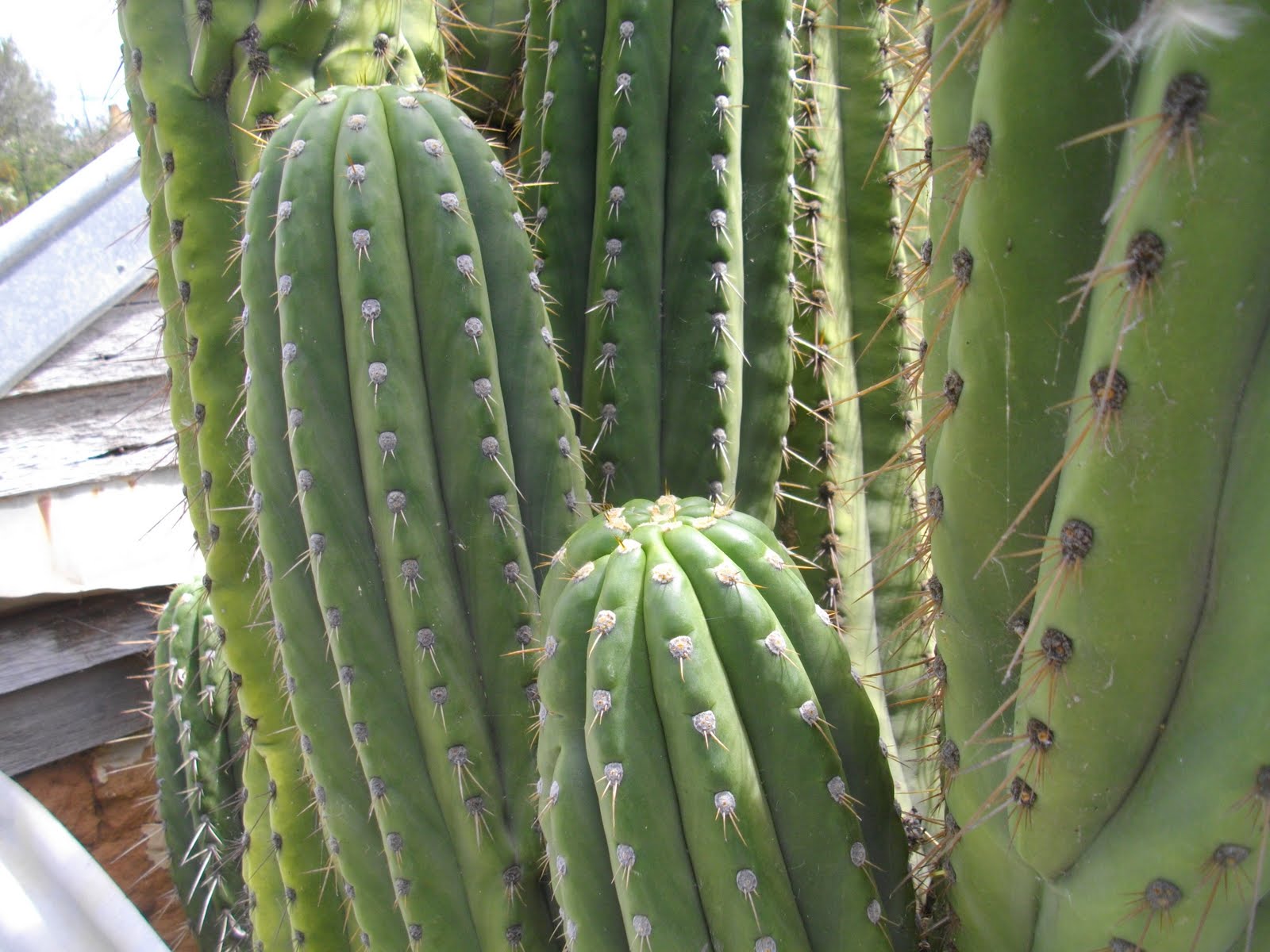 How to recognize a Trichocereus validus - Cactus & Succulent ...