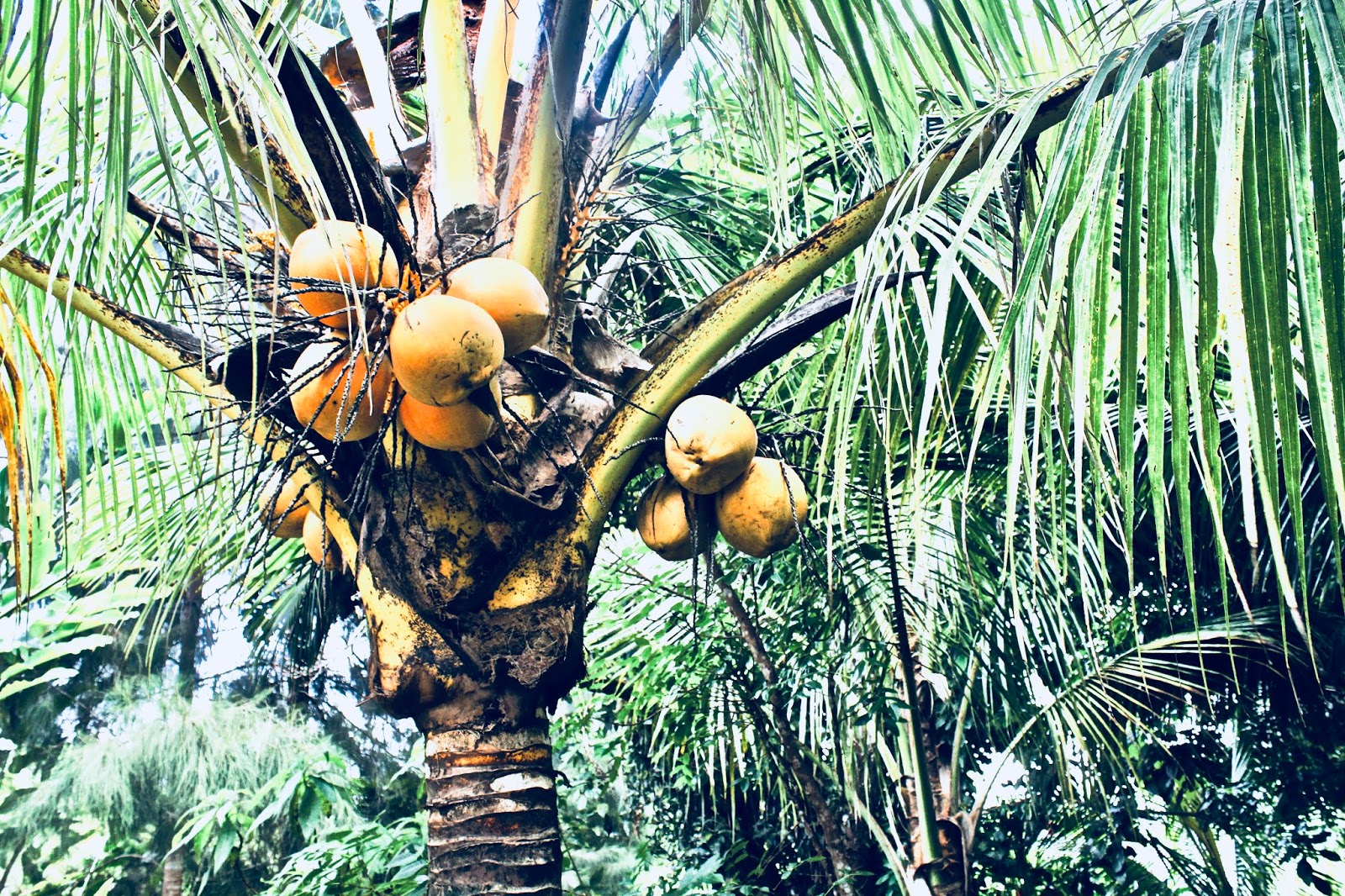 Tha Vantage: Stush in the Bush: Jewel of Jamaica