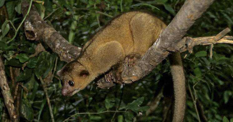 TVL: ANIMAL DA SEMANA - JUPARÁ
