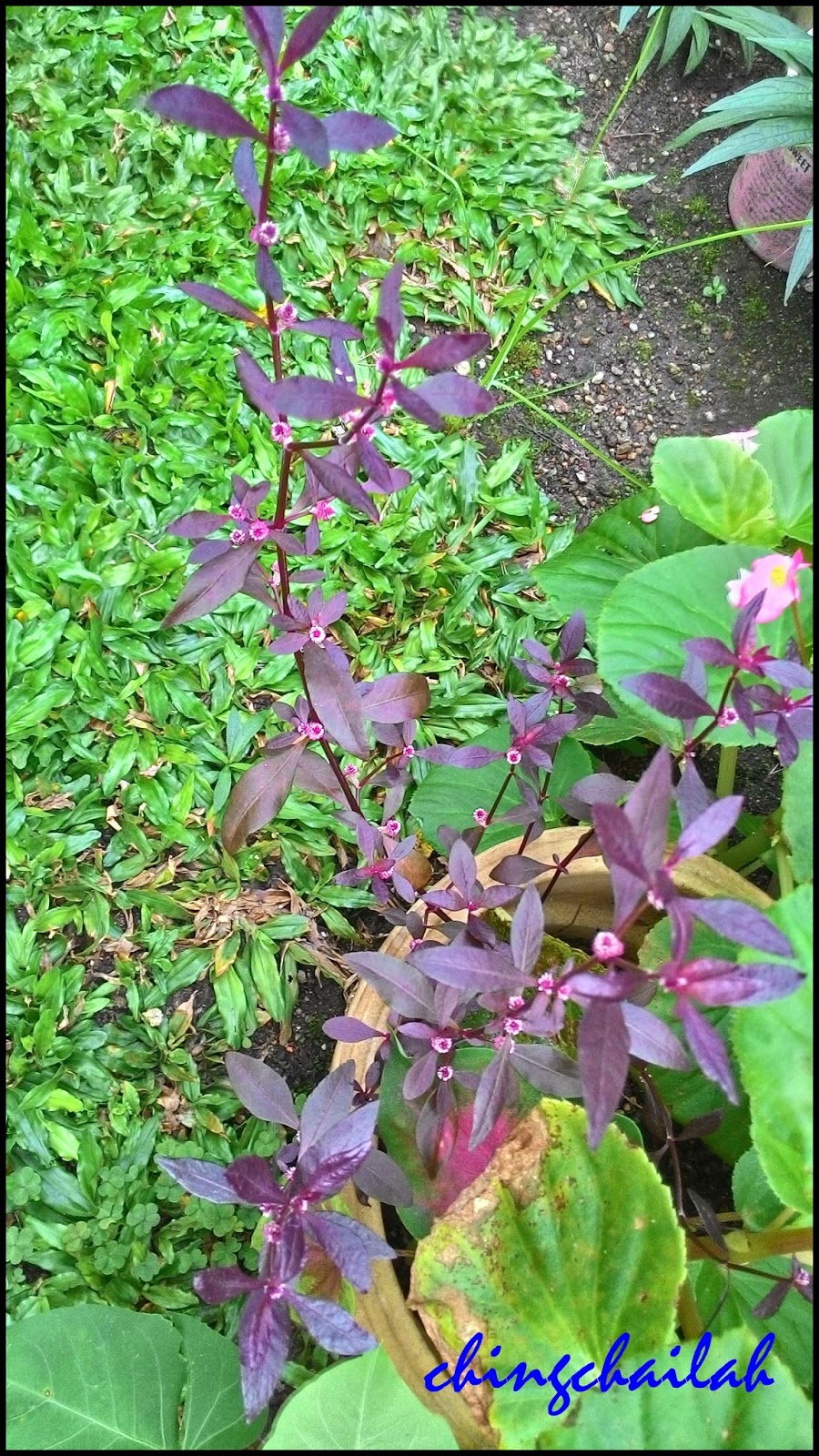 Simple Living In Nancy: Growing Red Dwarf Copperleaf Or Red Sessile Joyweed