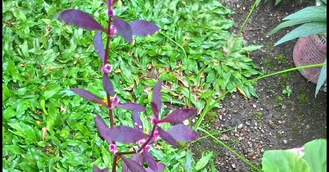 Simple Living In Nancy: GROWING RED DWARF COPPERLEAF OR RED SESSILE ...