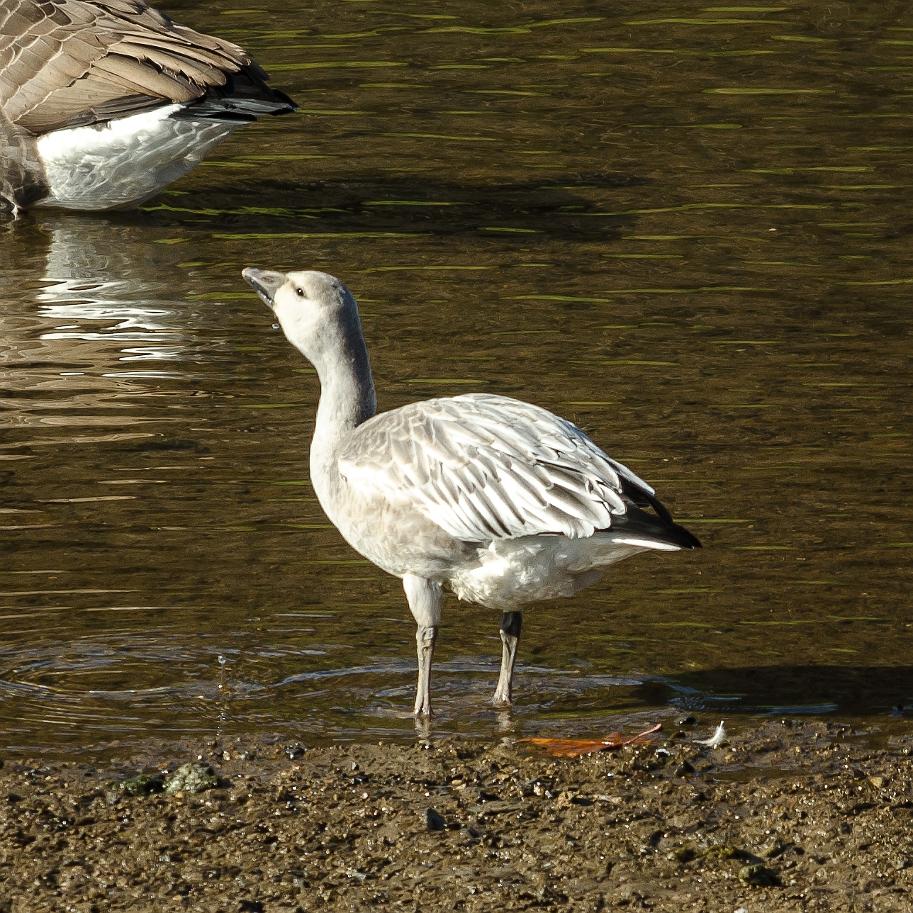 On the Subject of Nature: Snow Goose in the Athens!