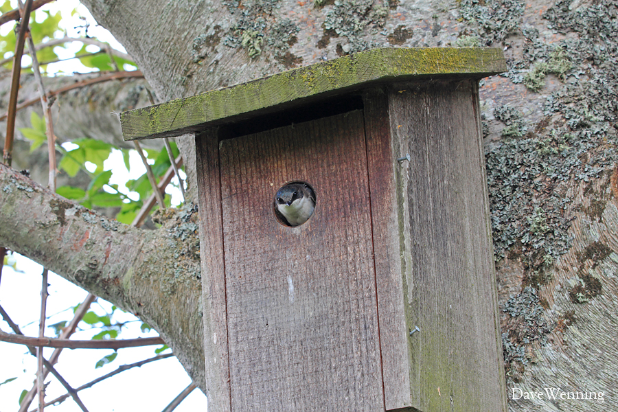 The Nest Box Trail