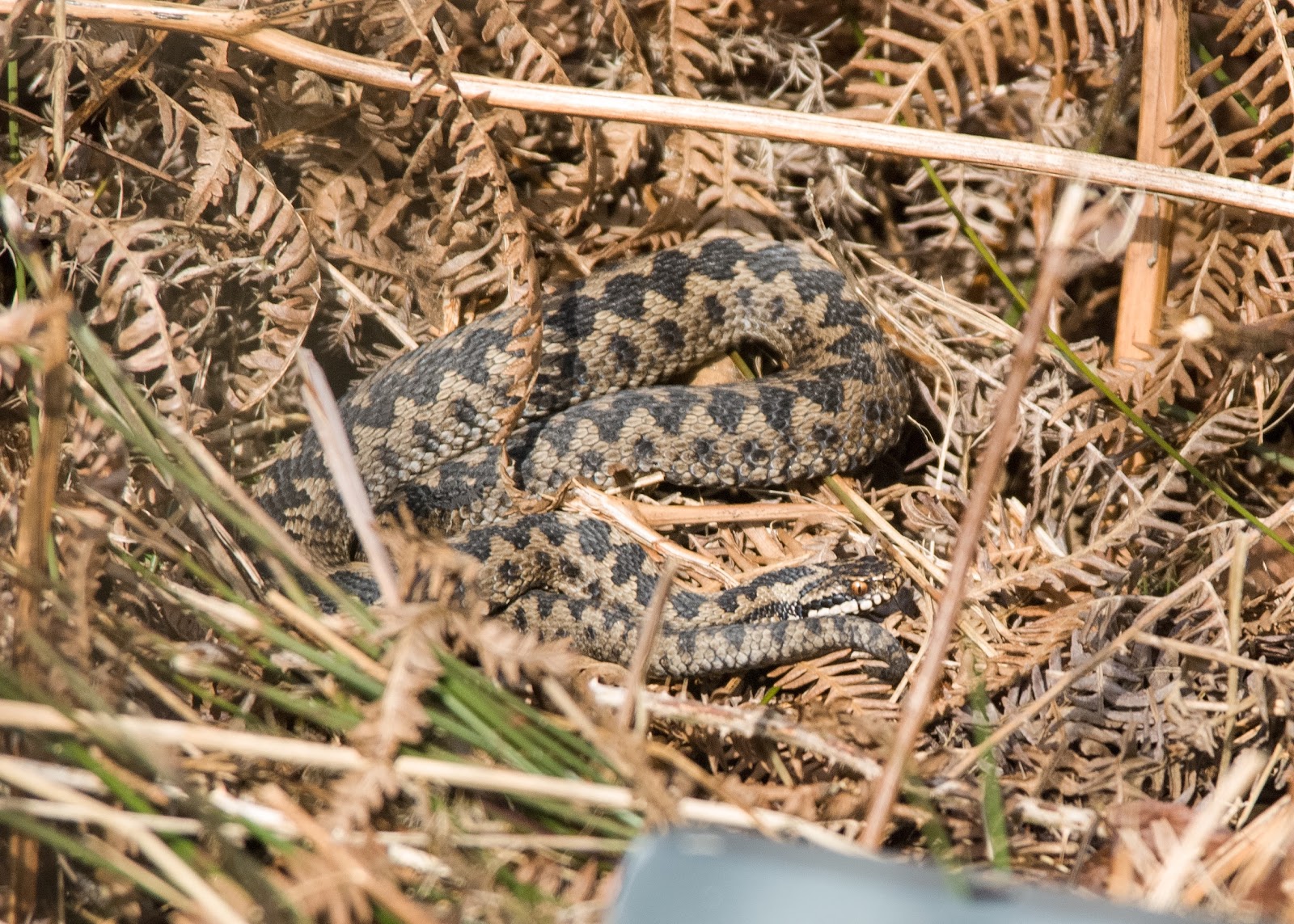 part-time Naturalist: My first adder (Vipera berus L.) sighting of the year