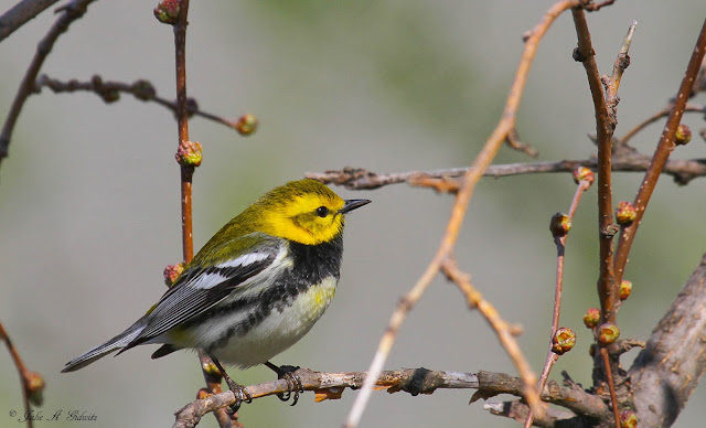 Nature's Splendor: Spring Brings ...