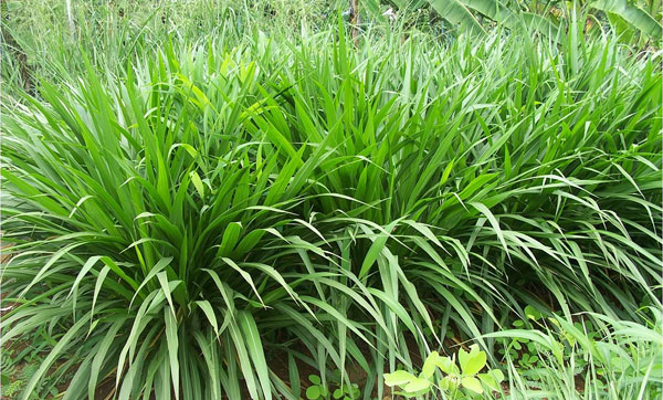 Selecting the Right Forages for Your Goats