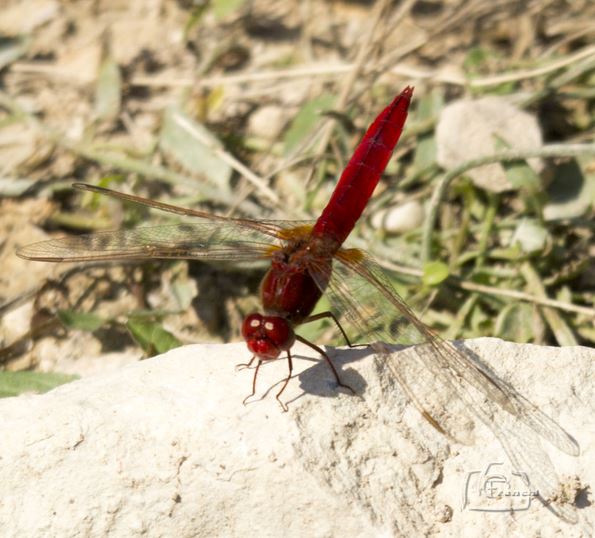Vive, que no es poco.: Libélula roja - Sympetrum sanguineum