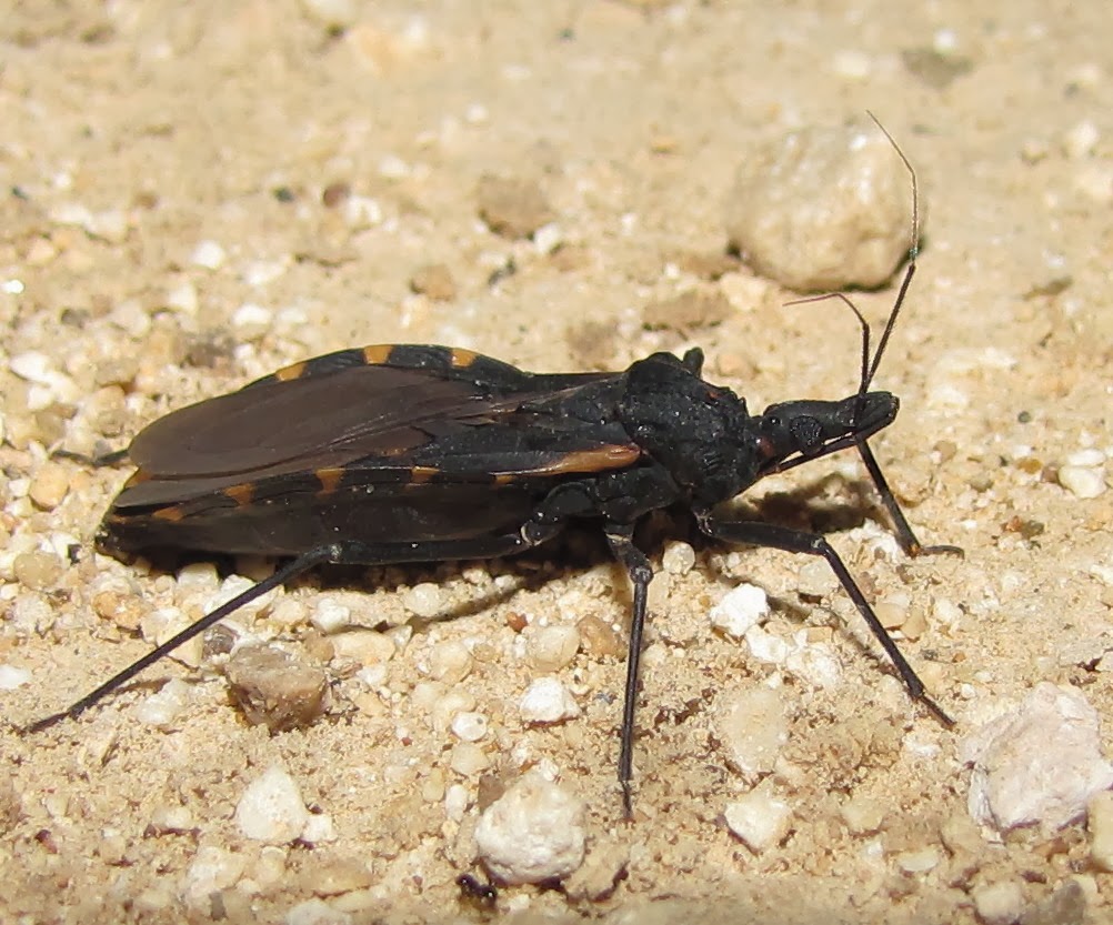 Bug Eric: Kissing Bugs