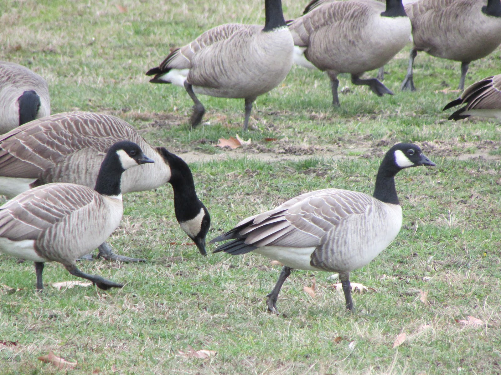 Long Island Birding: End of the Wild Goose Chase (mostly): Cackling Goose
