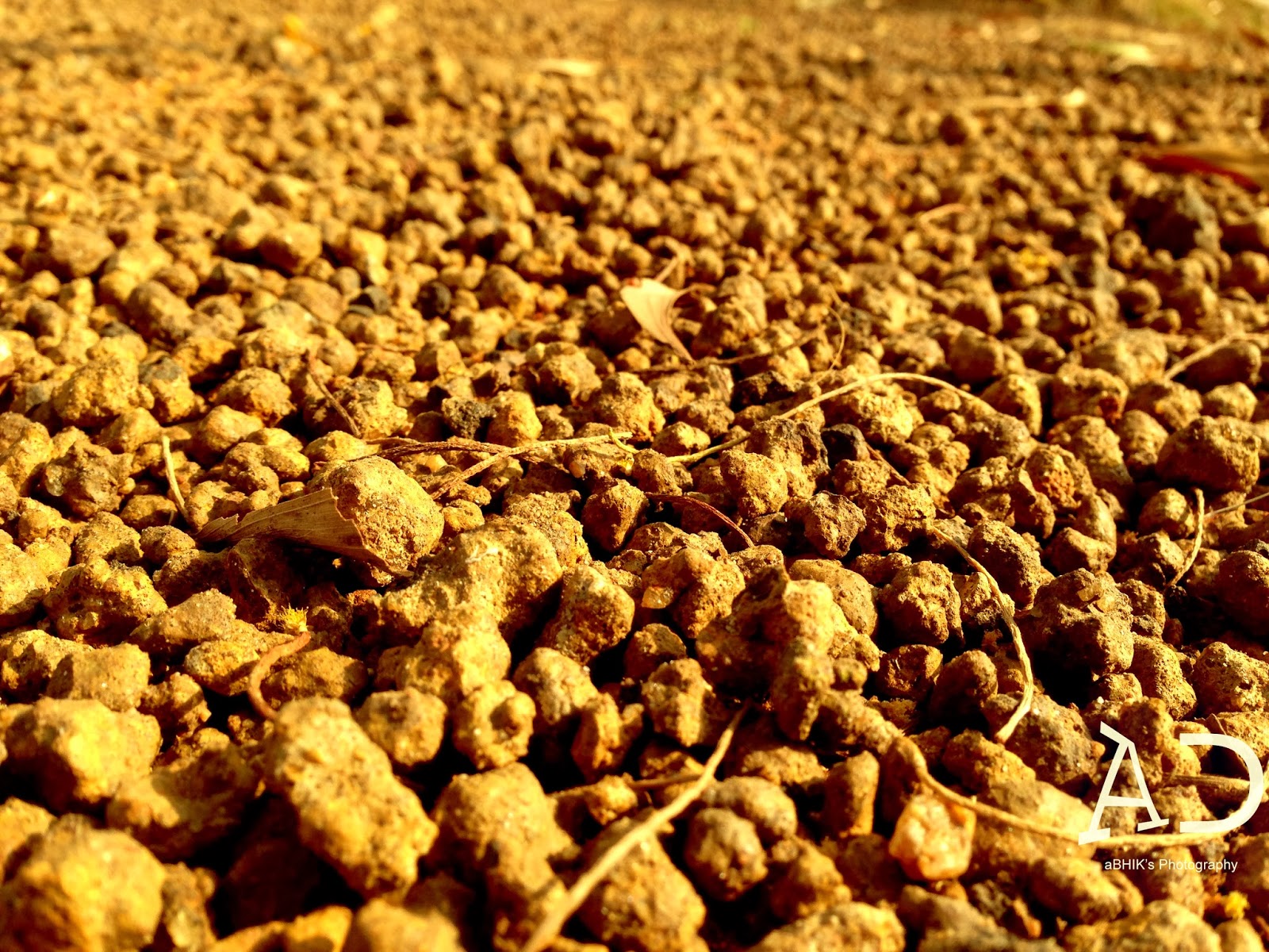 Abhik Dey Photography