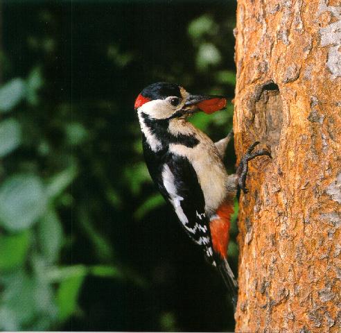 Descrizione: Picchio • Scuolissima.com