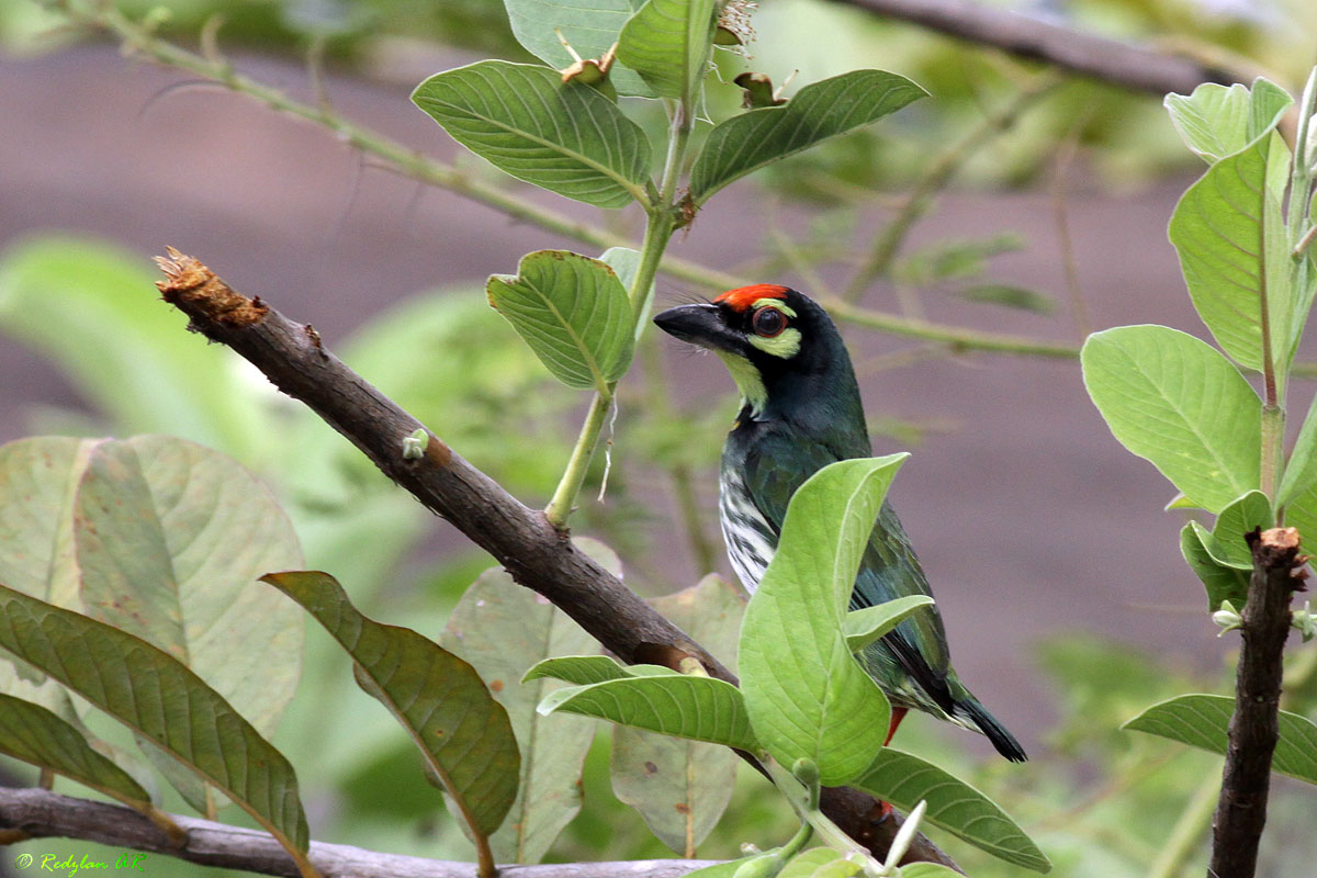 Birds and Nature Photography @ Raub: Coppersmith Barbet on Guava Tree ...