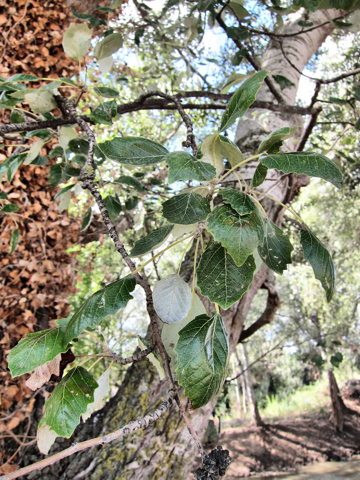 Navarra al natural: octubre 2012
