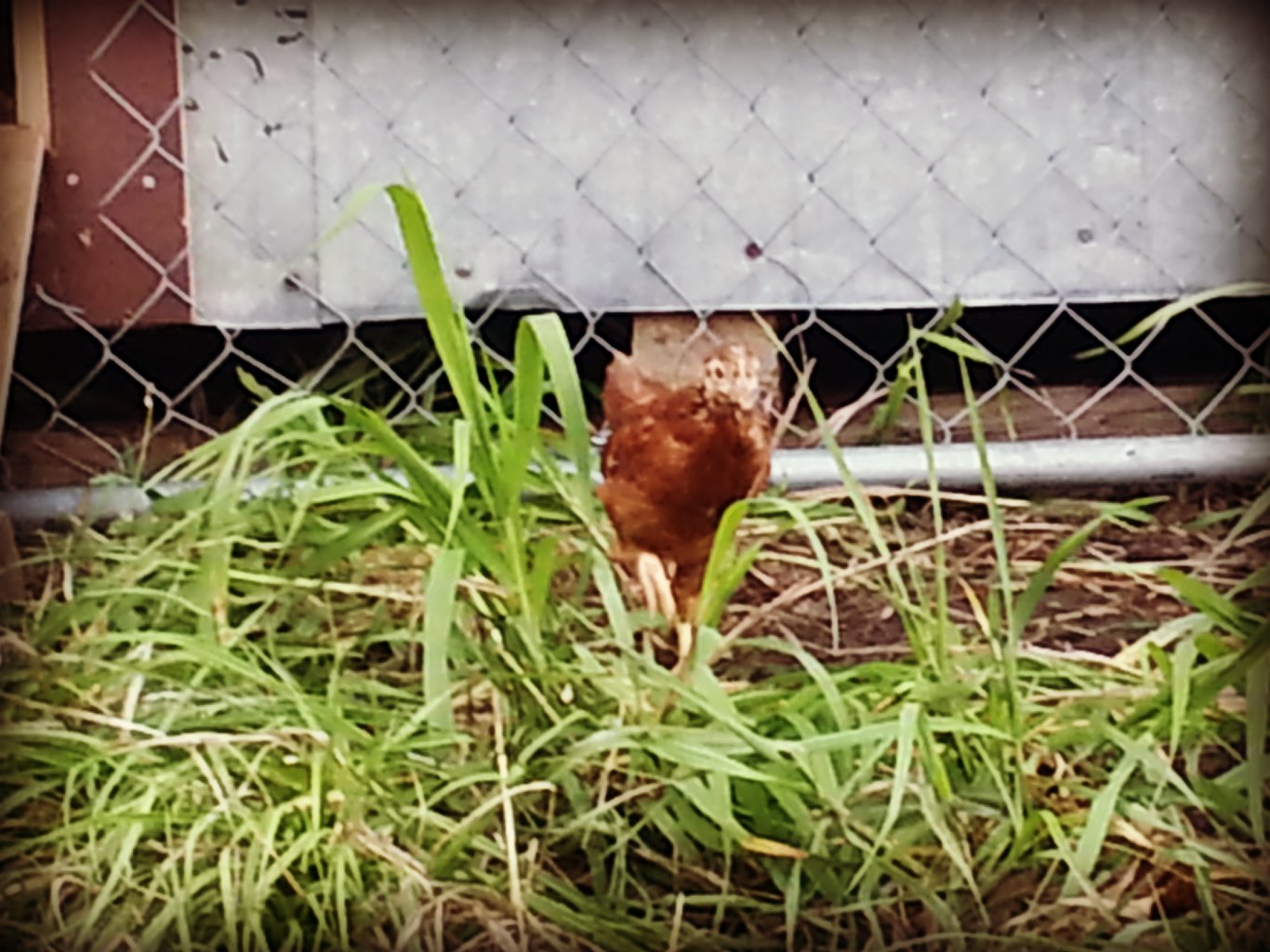 In Between the Sunsets of Life: Chicken Run - Part 2 - The Chirp Chronicles