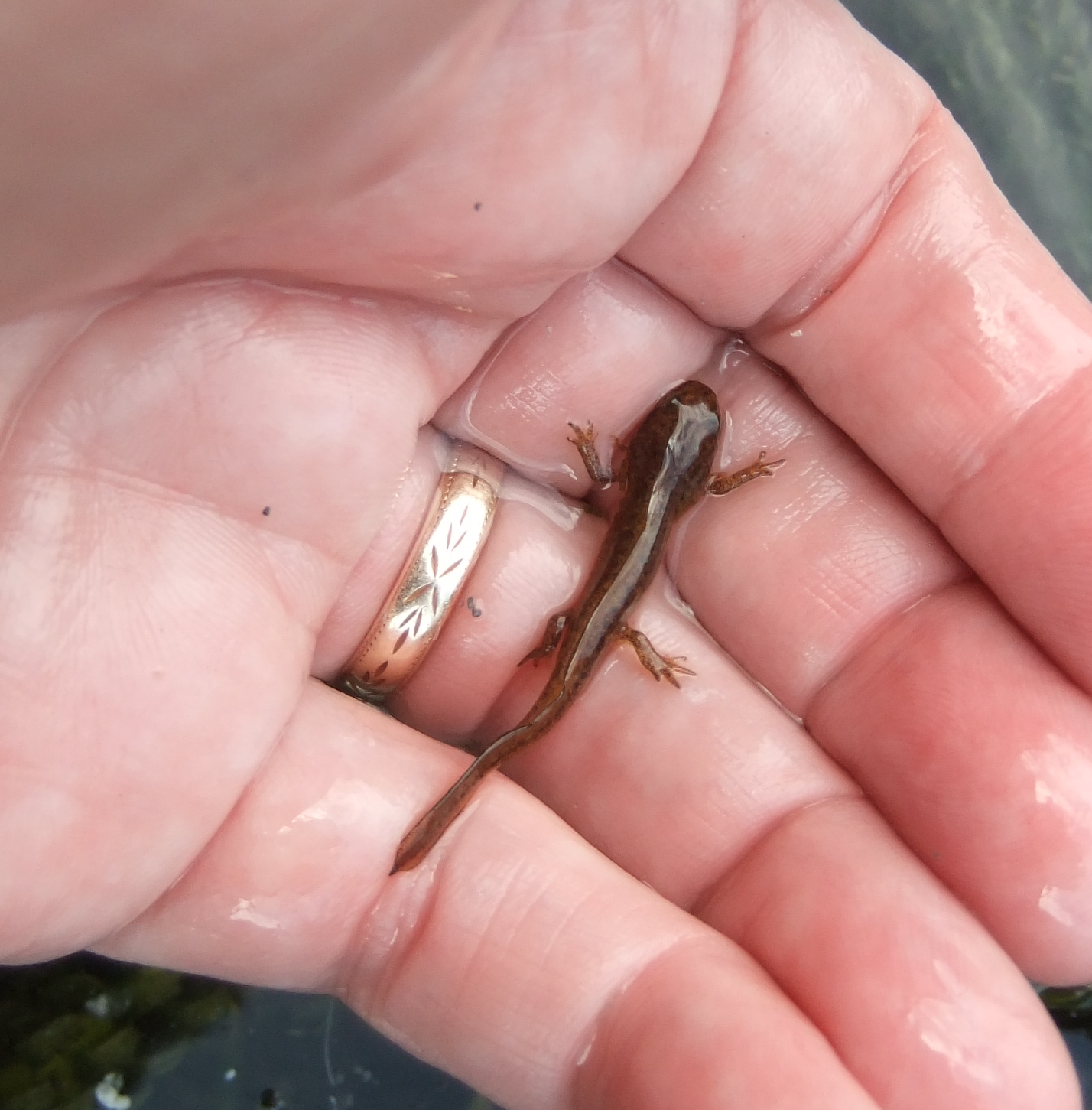 Top 92+ Pictures Pictures Of A Newt Full HD, 2k, 4k