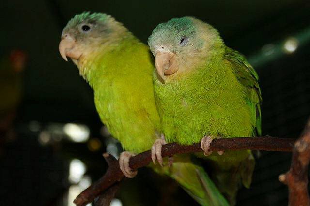 The Grey-cheeked Parakeet & Other Brotogeris: Grey-cheeked Parakeet ...