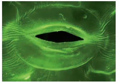 Apuntes de Fisiología Vegetal: octubre 2012