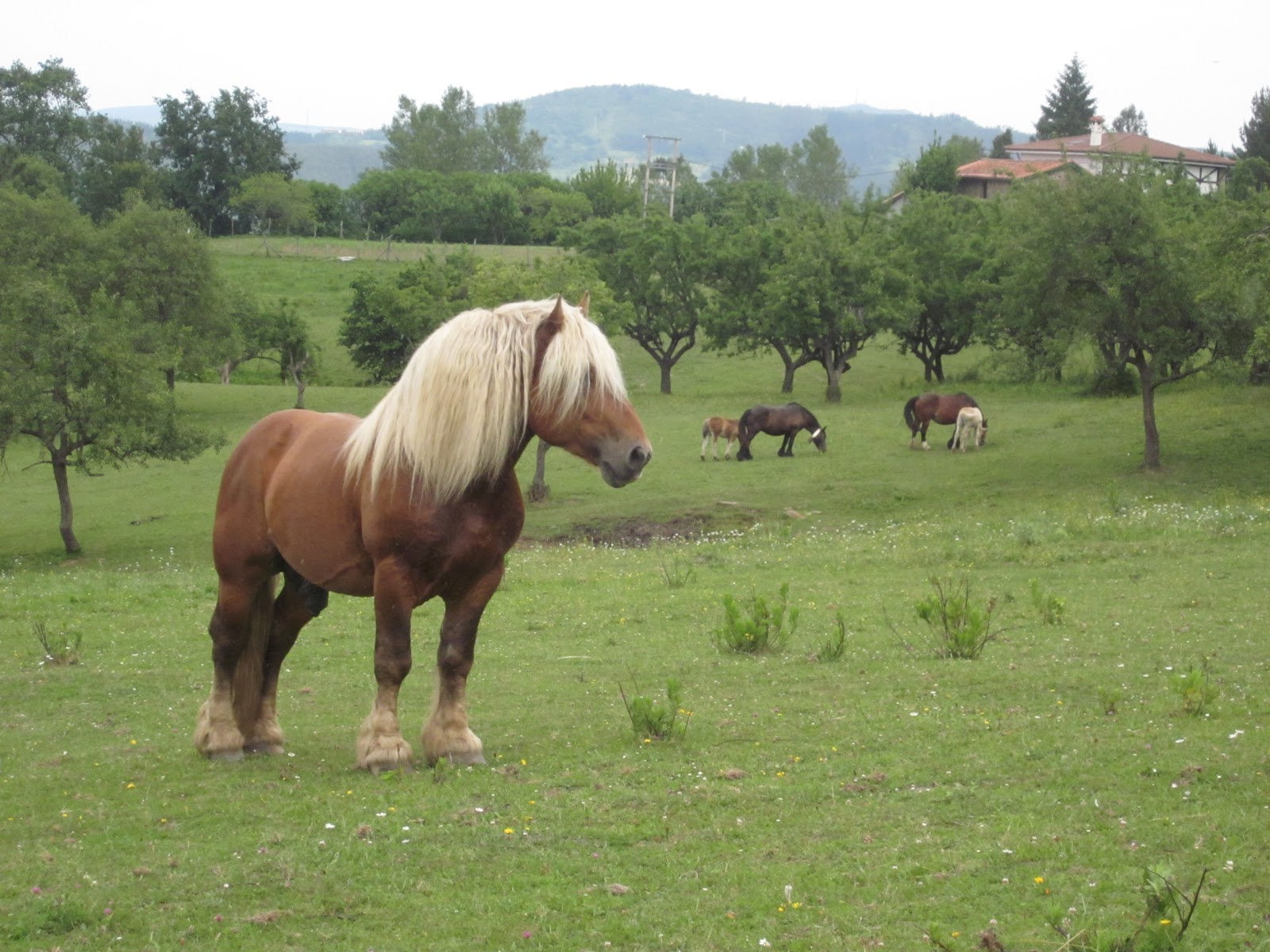 Euskal Herriko Mendiko Zaldia: Nuevos miembros de la familia equina