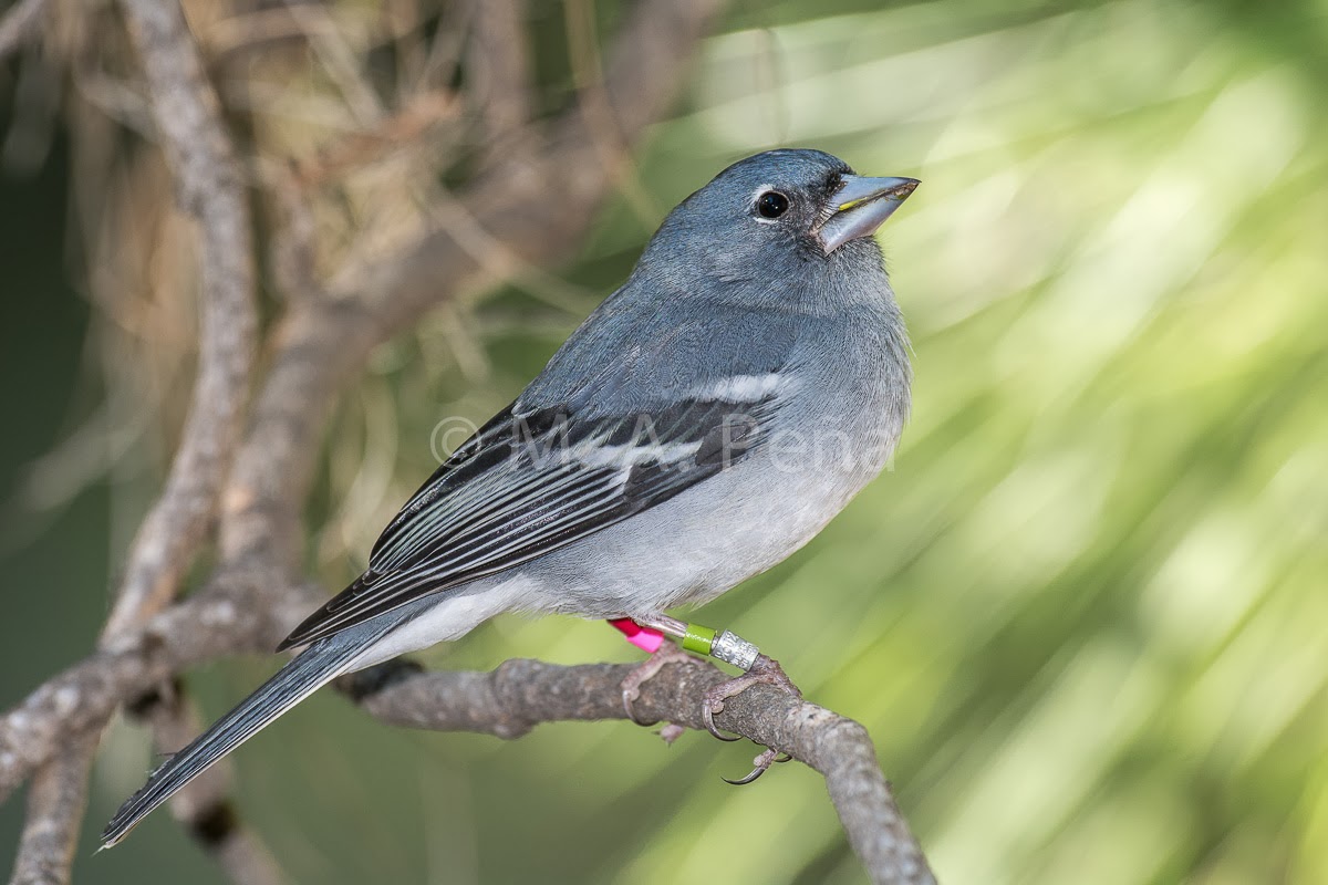 Miguel Angel Peña. Fotos de Naturaleza: Más sobre el pinzón azul de ...