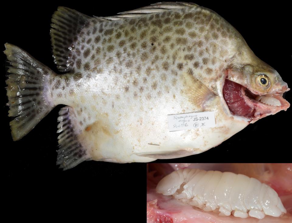 Mega Marine Survey of Singapore: Tongue-eating isopod and otters (again ...