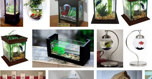 Aquarium Cupang Unik? Berikut Gambarnya Yang Cantik - Rahasia Trik Mancing