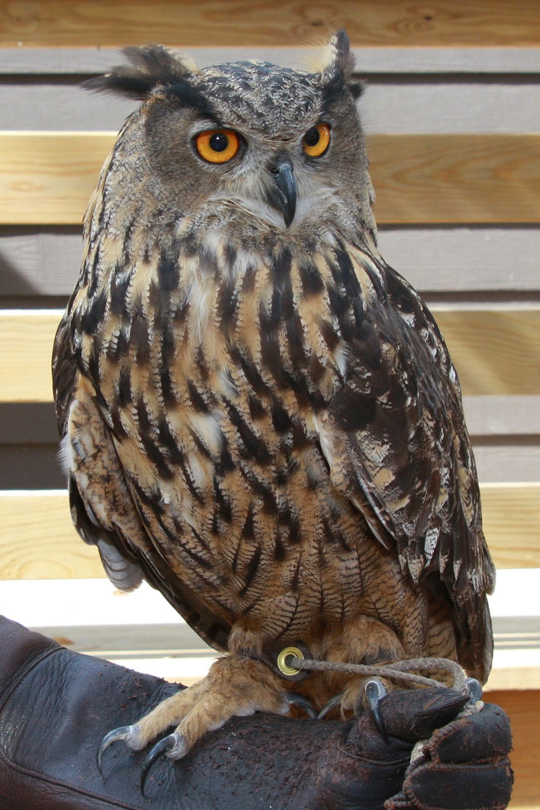 World Bird Sanctuary: Bill Size and Shape