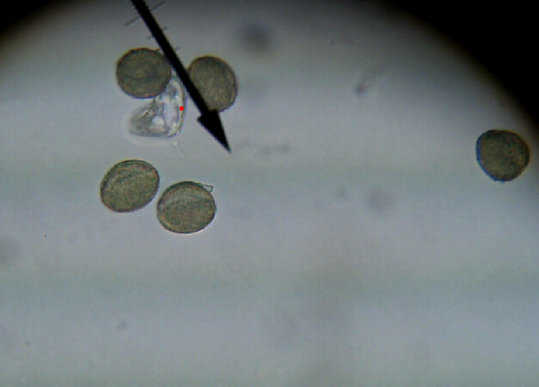 Kale, Collards, Rhubarb, and their Pollen: Light Microscope Images