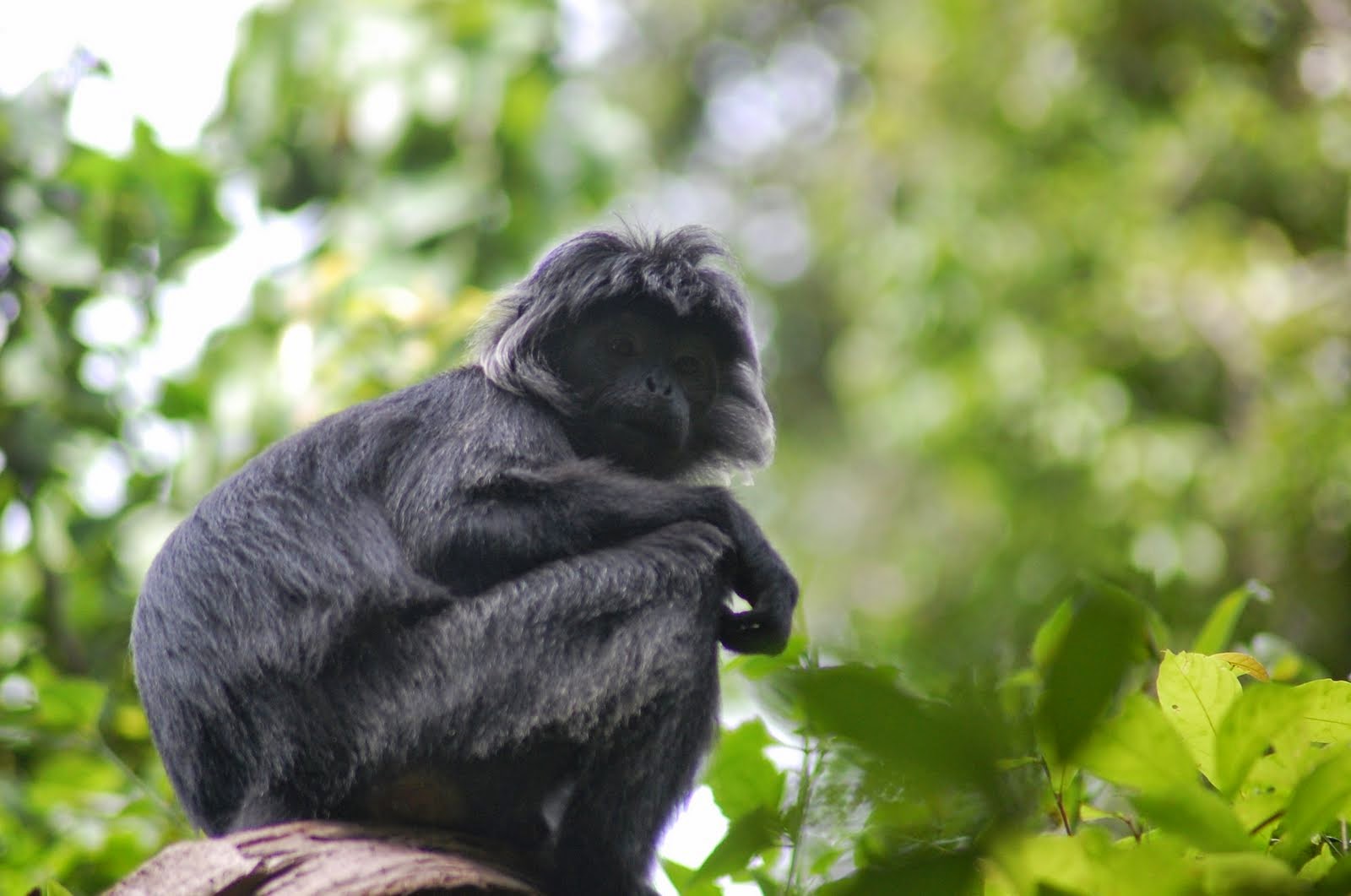 OBEN OCEOBED: Hewan Primata