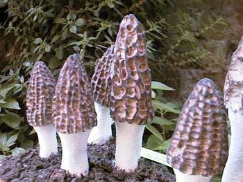 Setas y hongos: Morchella elata - Colmenilla